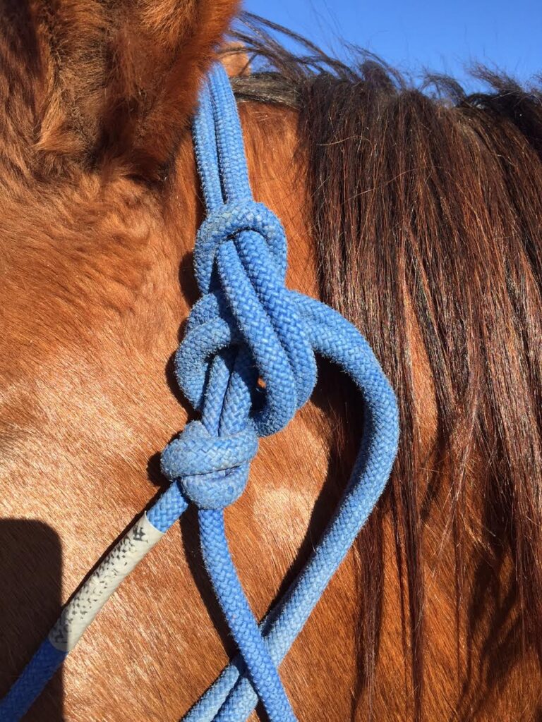 How to Tie a Horse Halter - Explore the Best Outdoor Gear, Animal ...