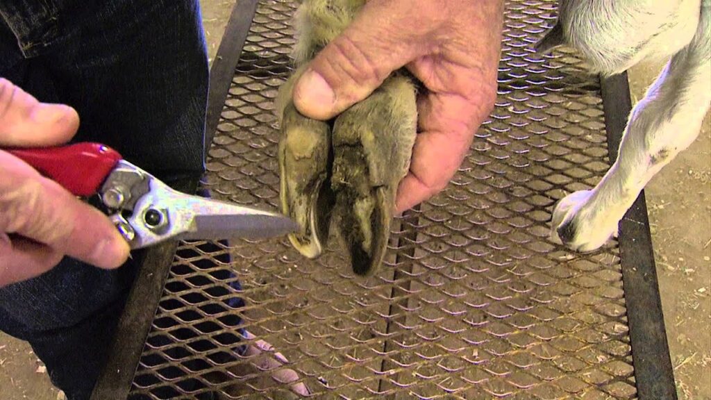 How to Trim Goat Hooves - Explore the Best Outdoor Gear, Animal Guides ...