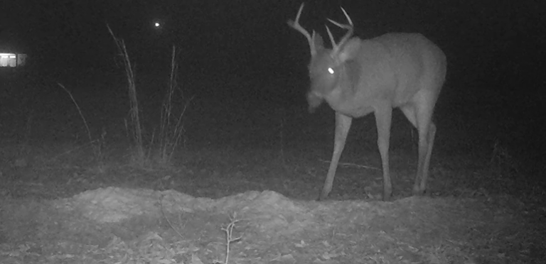 Do Deer Eat Rice? A Closer Look at Their Grain Preferences - Explore ...