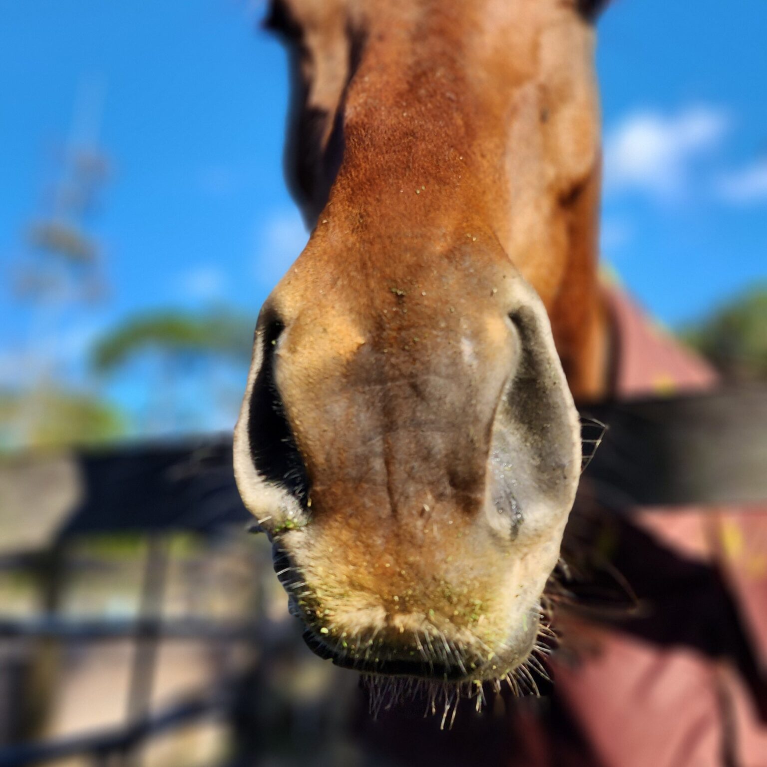 Is Bahia Hay Good for Horses - Explore the Best Outdoor Gear, Animal ...