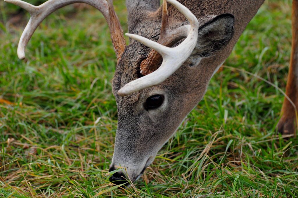 Do Deer Eat Chufa? Unveiling a Nutrient-Rich Choice - Explore the Best ...