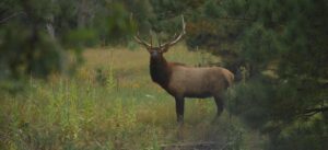 What Colors Can Elk See? - Explore the Best Outdoor Gear, Animal Guides ...