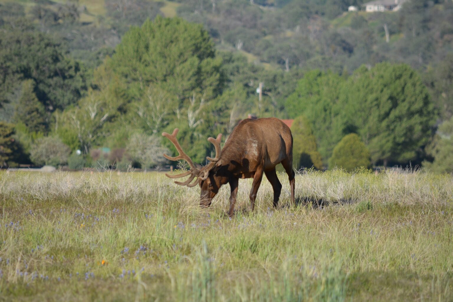 What Do Elk Eat in the Winter - Explore the Best Outdoor Gear, Animal ...