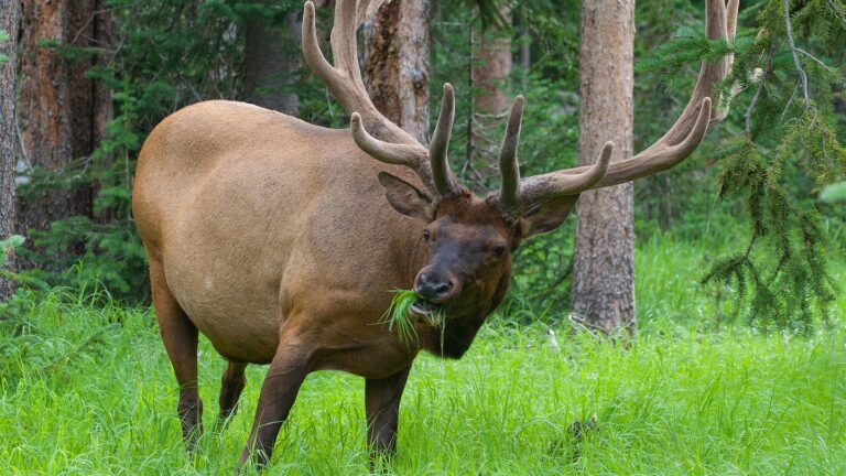 What Do Elks Eat - Explore the Best Outdoor Gear, Animal Guides, and ...