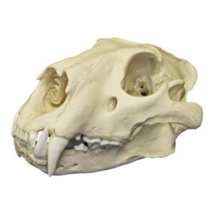 What Does a Lion Skull Look Like - Explore the Best Outdoor Gear ...