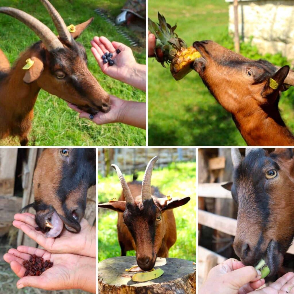 What Fruits Can Goats Eat - Explore the Best Outdoor Gear, Animal Guides, and Wildlife Resources