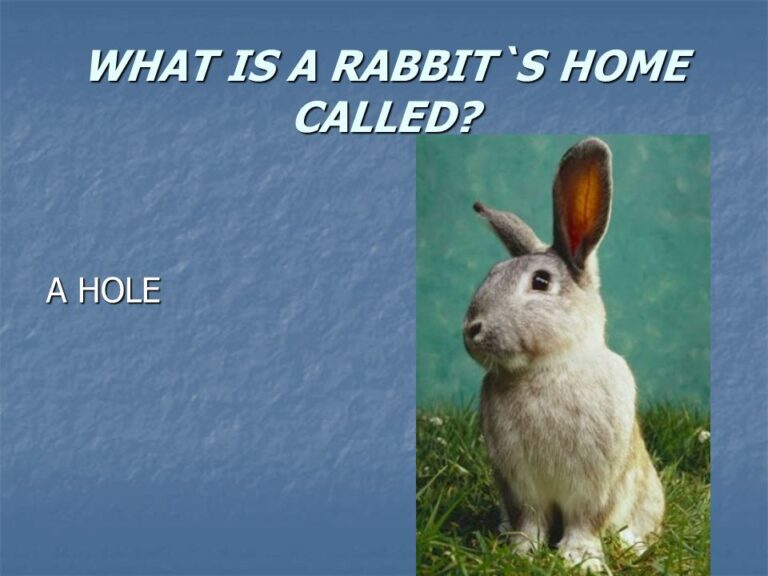 What Is a Rabbit’s Home Called? Exploring Rabbit Habitats - Explore the ...