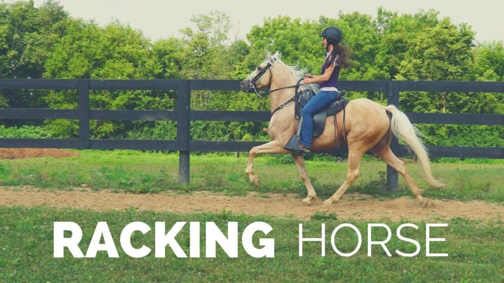What is a Racking Horse - Explore the Best Outdoor Gear, Animal Guides ...