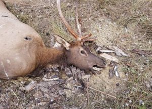 What is a Spike Elk - Explore the Best Outdoor Gear, Animal Guides, and ...