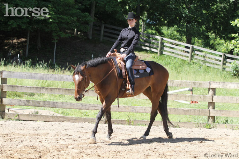 What is Seesawing Horse - Explore the Best Outdoor Gear, Animal Guides ...