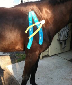 What is Taping a Horse - Explore the Best Outdoor Gear, Animal Guides ...