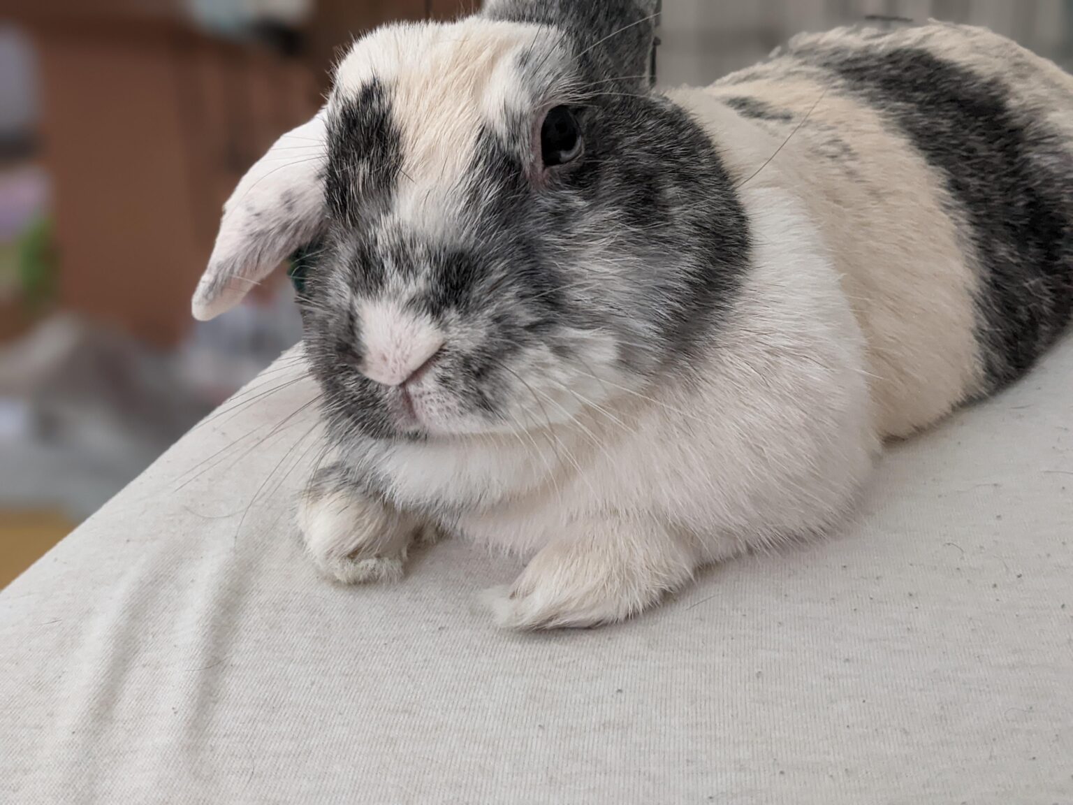 What Smells Do Rabbits Love - Explore the Best Outdoor Gear, Animal ...