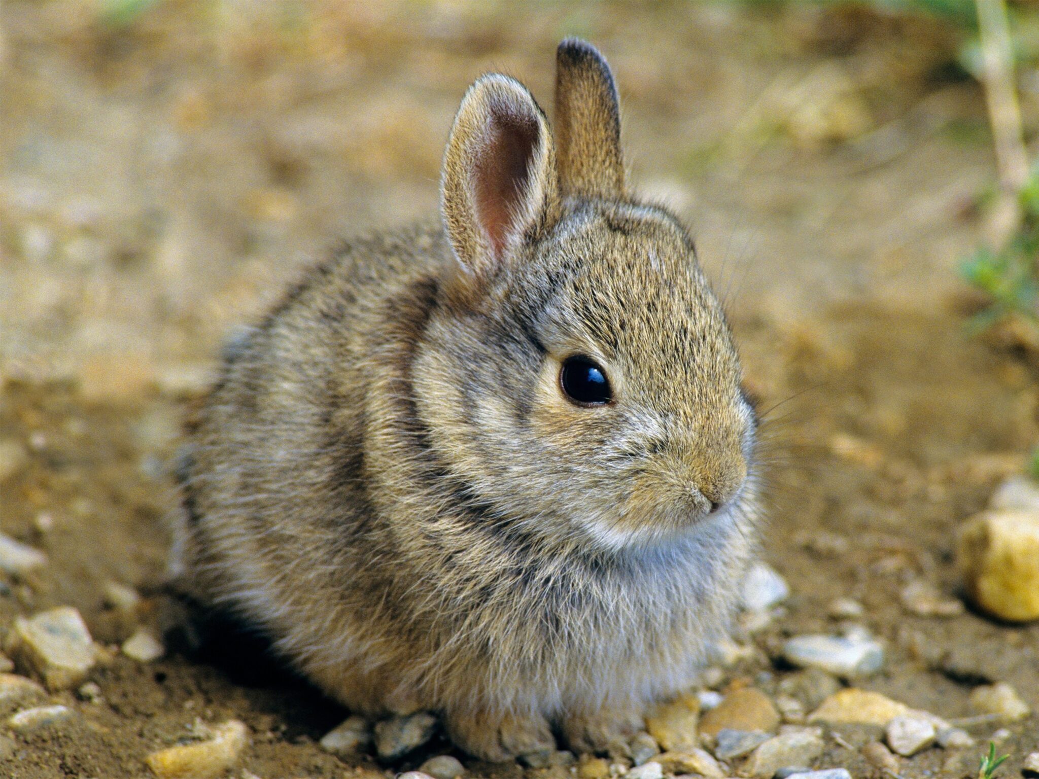 Why are Rabbits Called Bunnies - Explore the Best Outdoor Gear, Animal ...