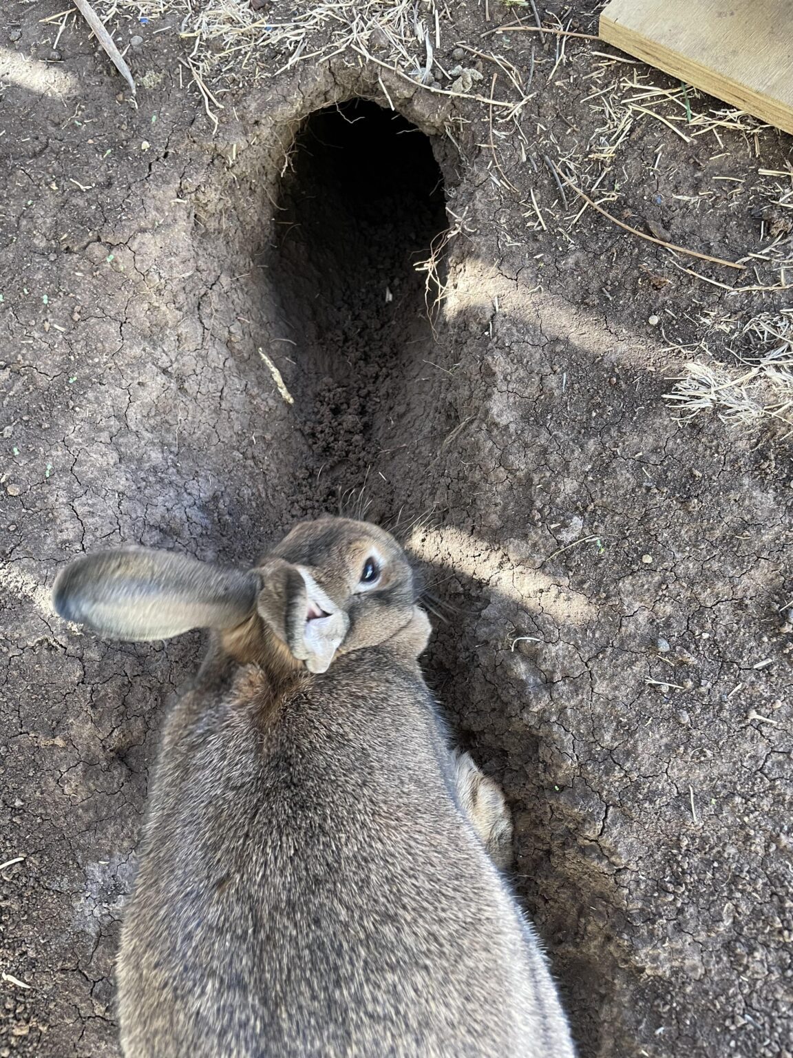 Why Do Rabbits Dig Holes Then Fill Them in - Explore the Best Outdoor ...