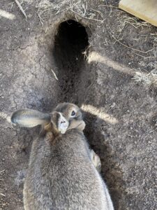 Why Do Rabbits Dig Holes Then Fill Them in - Explore the Best Outdoor ...