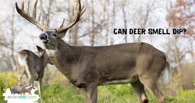 Can Deer Smell Dip? Their Sense Of Smell To Survive In The Wild ...