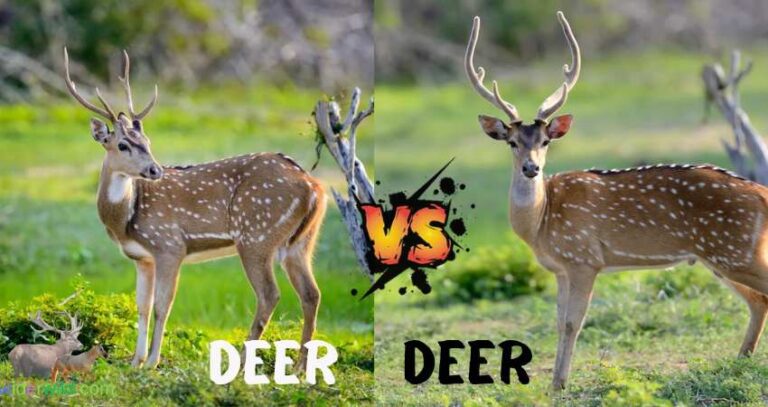 Deer Vs Deer: Unraveling Their Intriguing Interactions and Behavior ...