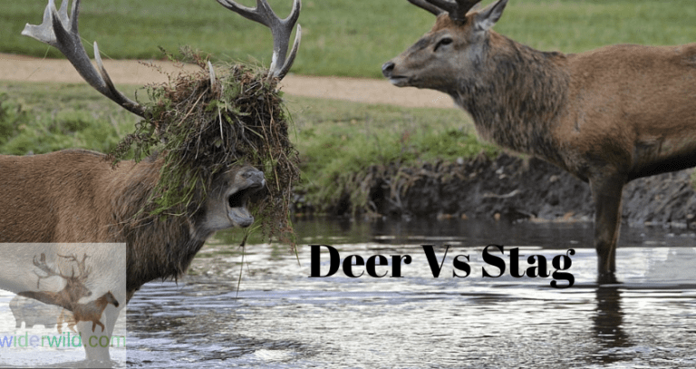 Deer Vs Stag: Differences in Appearance, and Habitats with Battle of ...