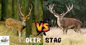 Deer Vs Stag: Differences in Appearance, and Habitats with Battle of ...
