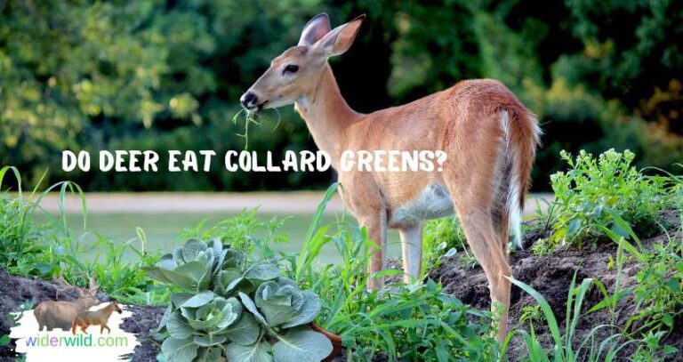 Do Deer Eat Collard Greens? Examining Their Leafy Diet - Explore the ...