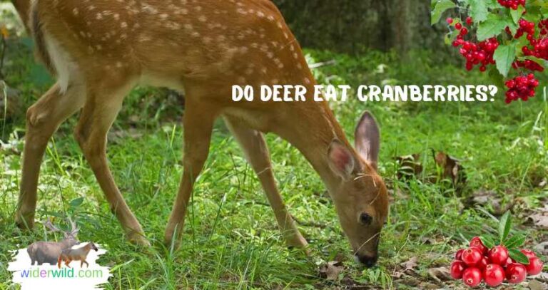 Do Deer Eat Cranberries? Insights into Their Berry Consumption ...
