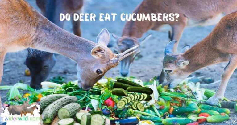 Do Deer Eat Cucumbers? Deer Diet And Preference For Vegetable - Explore ...