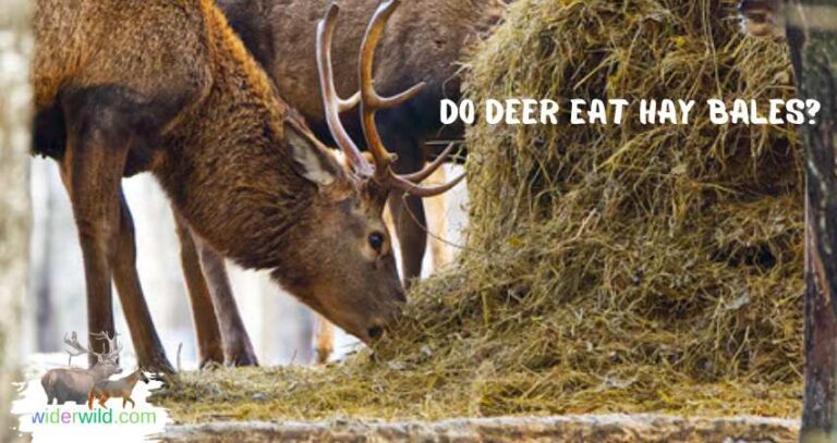 Do Deer Eat Hay Bales? Examining Their Foraging Habits - Explore the ...