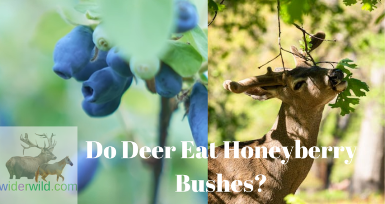 Do Deer Eat Honeyberry Bushes? Exploring Their Dining Preferences ...