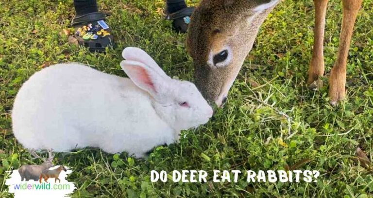 Do Deer Eat Rabbits? - Explore the Best Outdoor Gear, Animal Guides ...