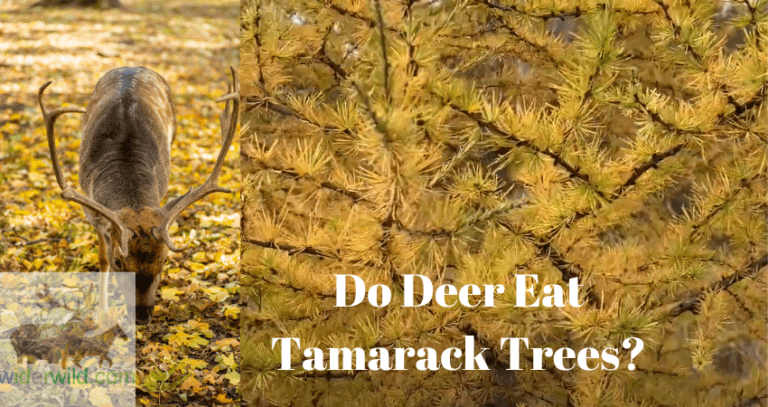 Do Deer Eat Tamarack Trees? A Deep Dive into Deer Behavior - Explore the Best Outdoor Gear ...
