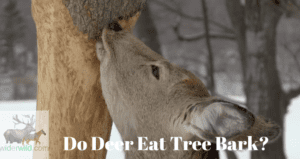 Do Deer Eat Tree Bark? Examining Their Bark Consumption - Explore the ...