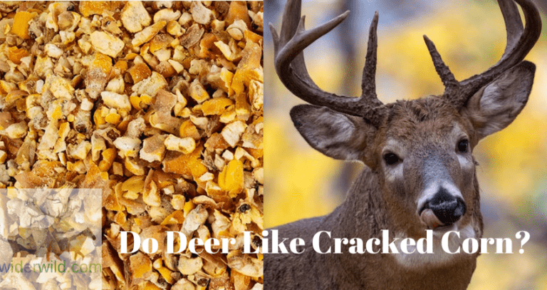 Do Deer Like Cracked Corn? Analyzing Their Feeding Habits - Explore the ...