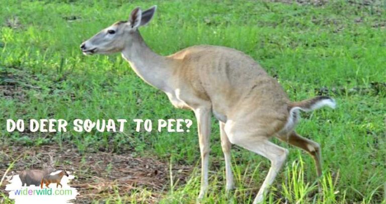Do Deer Squat to Pee? Discover the Truth About Their Unique Bathroom ...