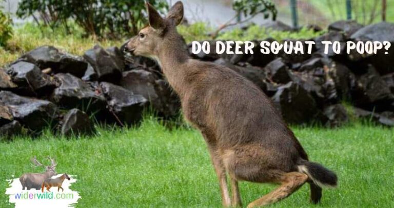 Do Deer Squat to Poop? Deer's Bathroom Behavior Revealed - Explore the ...