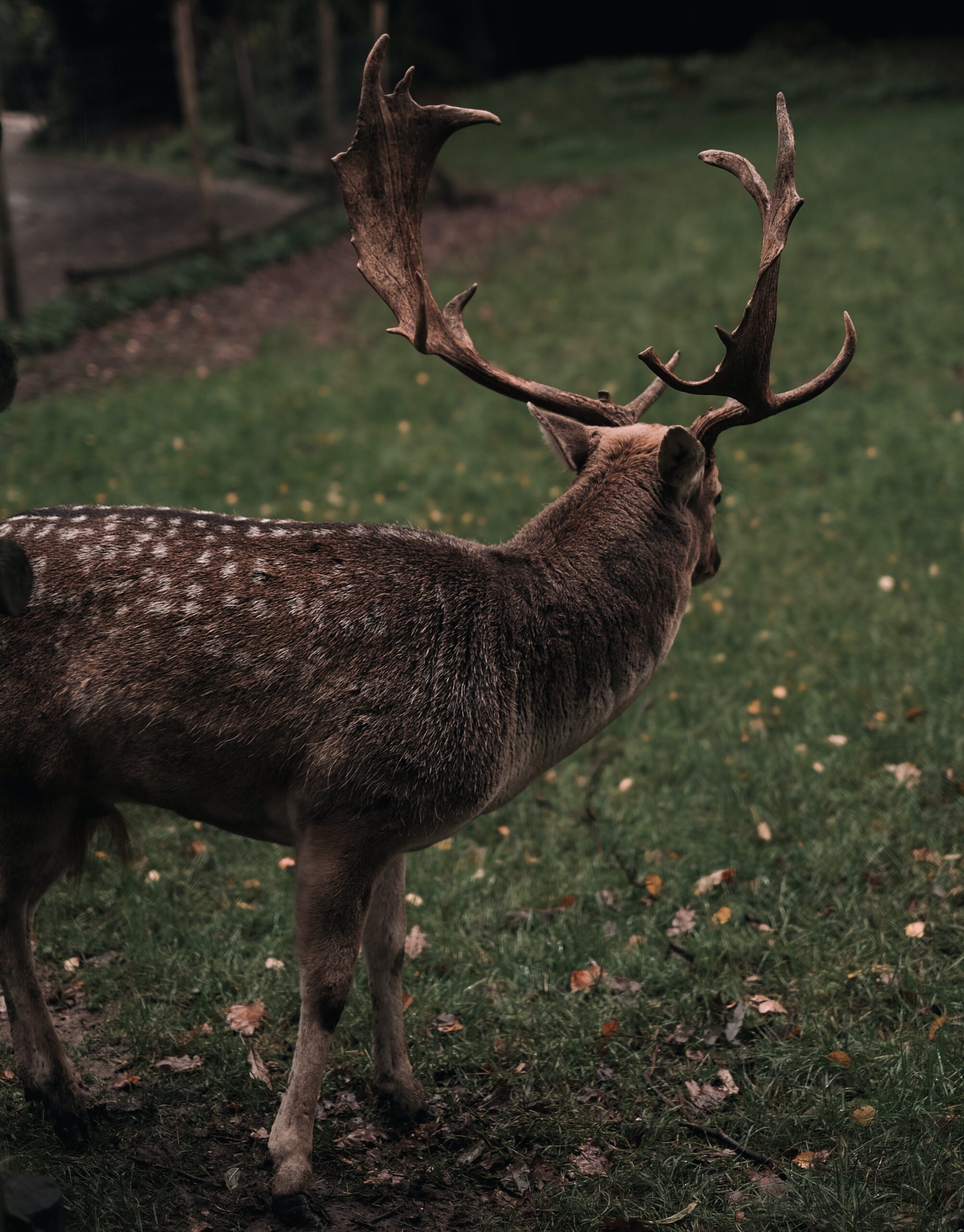 Is Geum Deer Resistant? Unveiling the Truth For Gardeners - Explore the ...