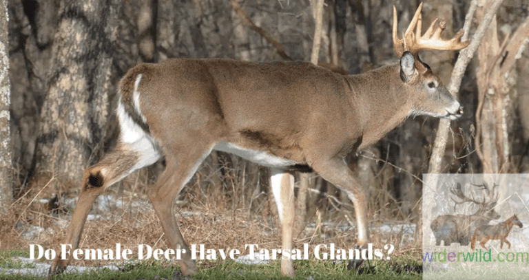 Do Female Deer Have Tarsal Glands? Understanding Deer Anatomy - Explore ...