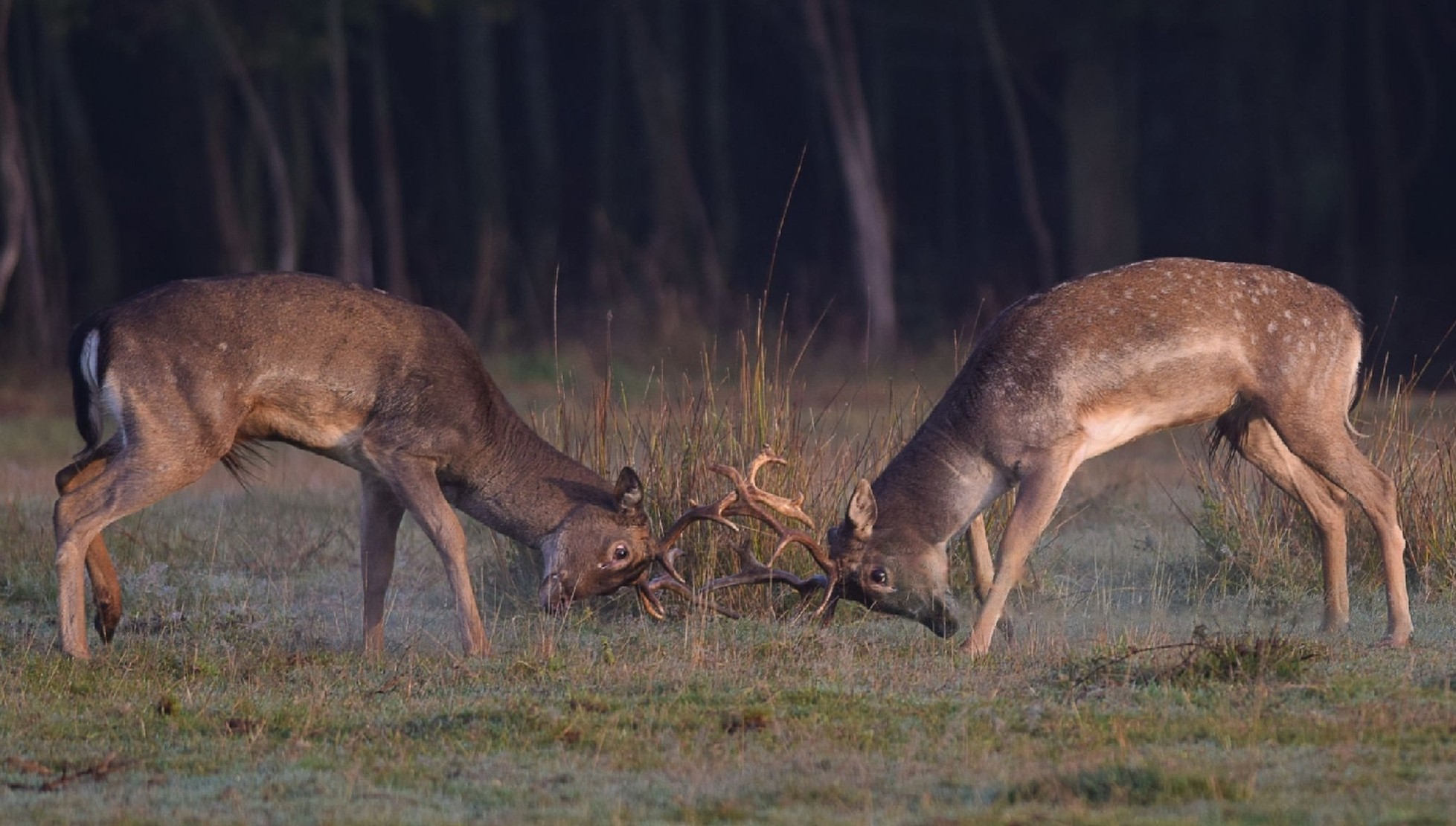 How to Stay Safe When Deer Attack? - Explore the Best Outdoor Gear ...
