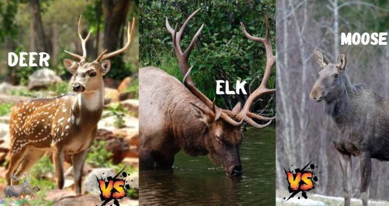 Deer Vs Elk Vs Moose: A Comprehensive Comparison of North American ...