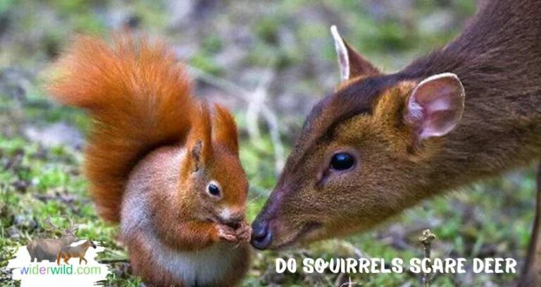 Do Squirrels Scare Deer? Exploring the Interaction Between Squirrels ...