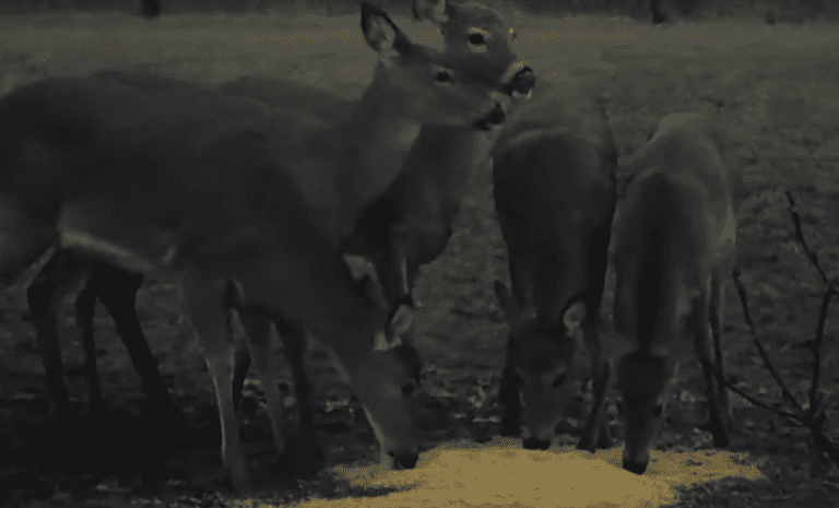 Do Deer Like Cracked Corn? Analyzing Their Feeding Habits - Explore the ...