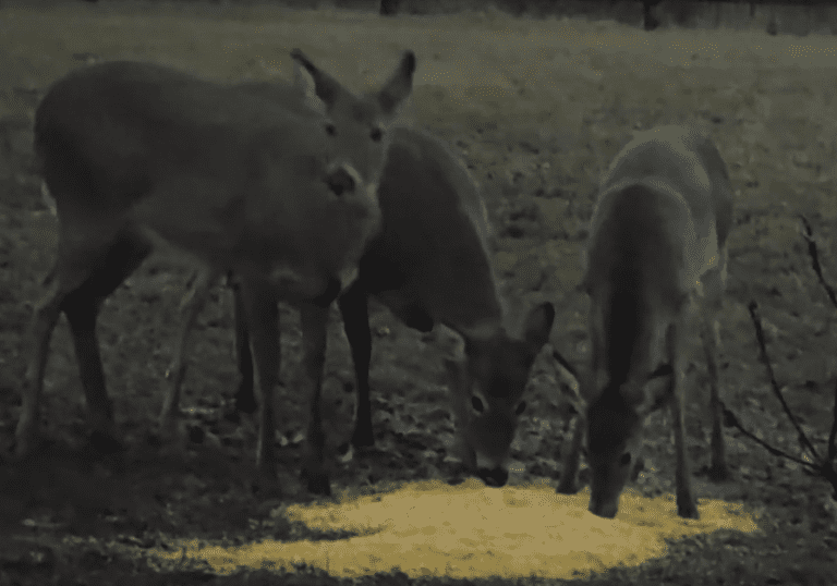 Do Deer Like Cracked Corn? Analyzing Their Feeding Habits - Explore the ...
