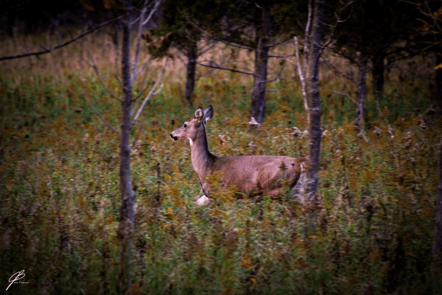 Do Deer Eat Rice? A Closer Look at Their Grain Preferences - Explore ...
