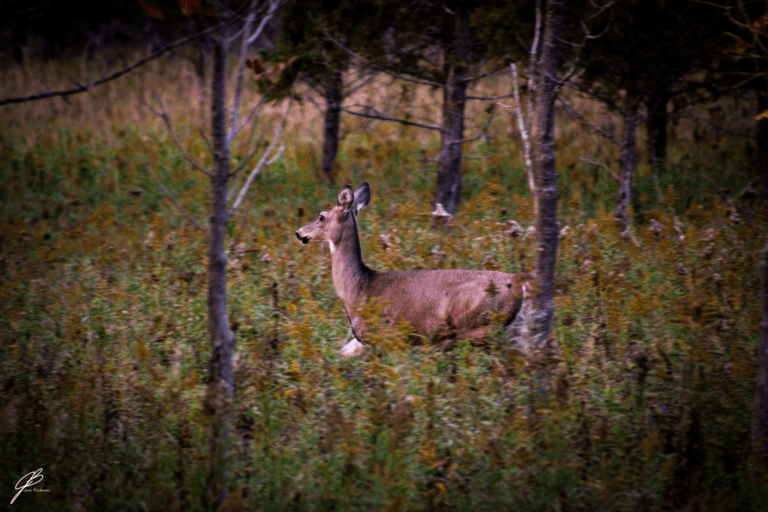 Do Deer Eat Rice? A Closer Look at Their Grain Preferences - Explore ...
