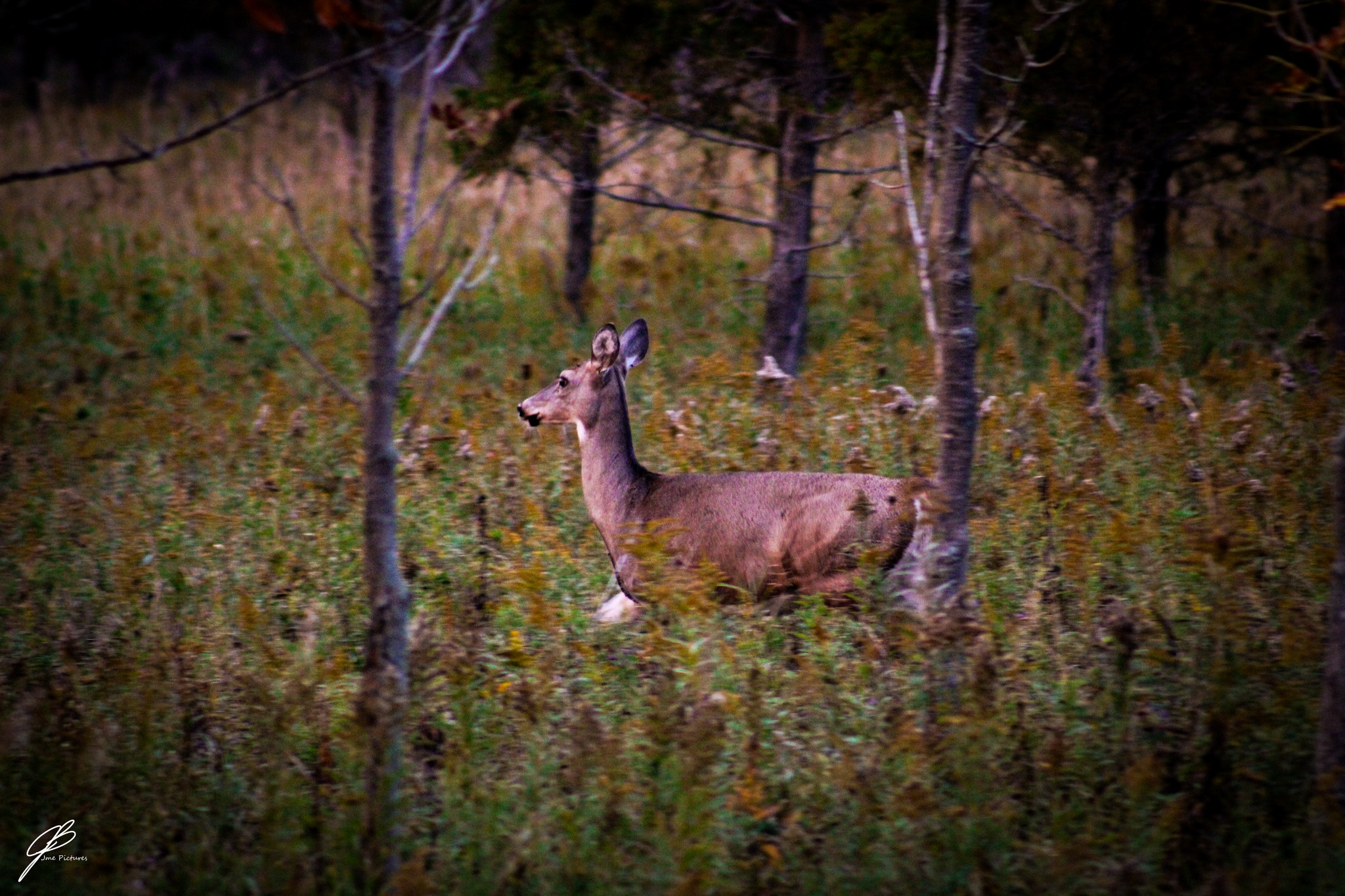 Do Deer Eat Rice? A Closer Look at Their Grain Preferences - Explore ...