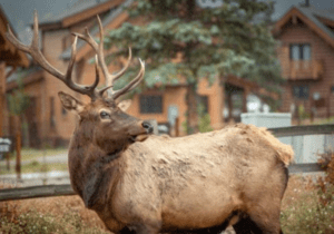 Deer Vs Elk Vs Moose: A Comprehensive Comparison of North American ...