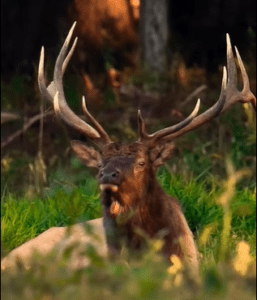 Reindeer Vs Deer Vs Moose Vs Elk: A Comparative Guide to Discovering ...