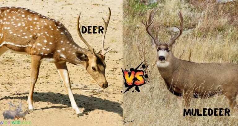 Mule Deer Vs Deer: Unraveling the Battle of the Majestic Grazers ...