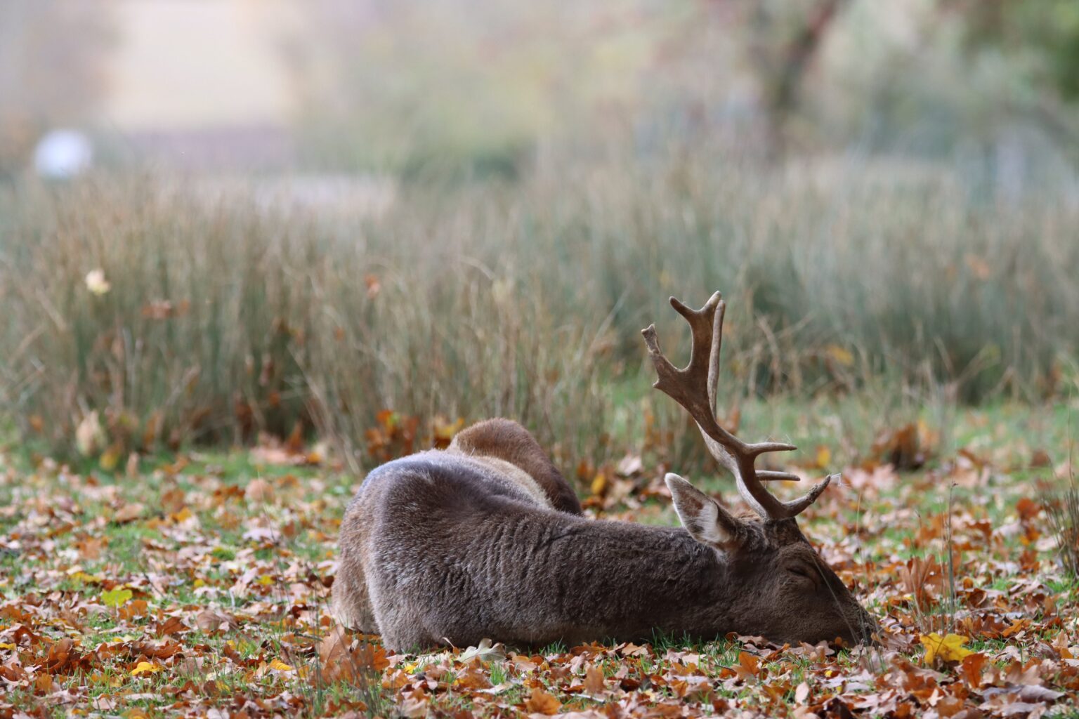 Where Deer Sleep? Exploring the Sleeping Habits of Deer - Explore the ...