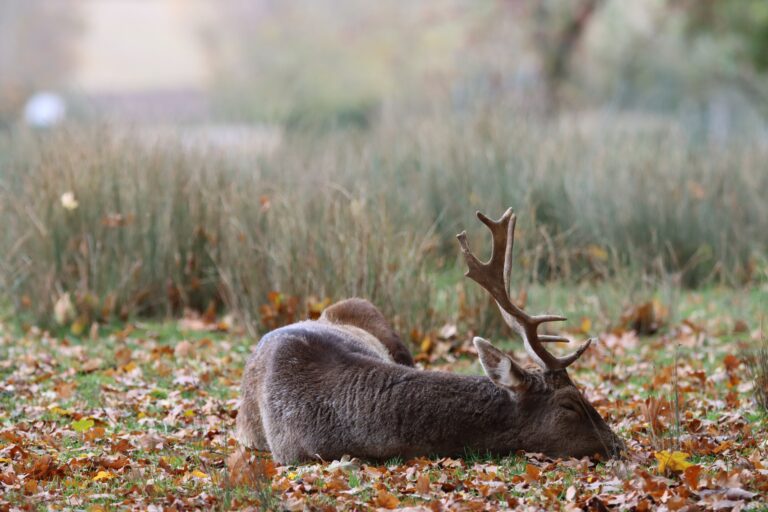 Where Deer Sleep? Exploring the Sleeping Habits of Deer - Explore the ...