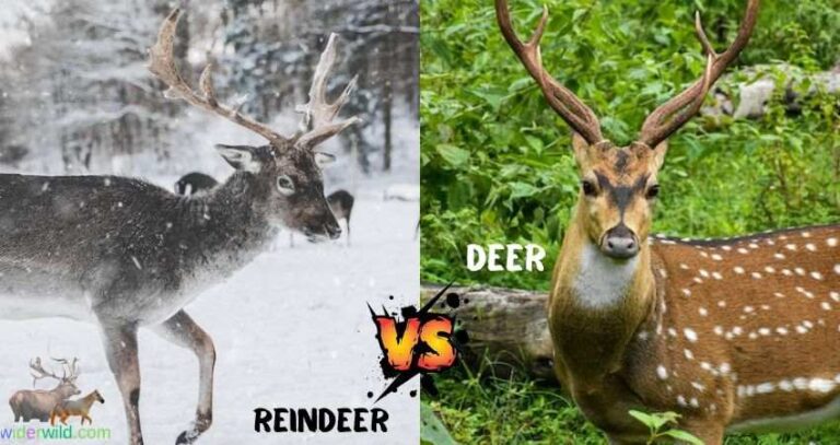 Reindeer Vs Deer: Unleashing the Ultimate Battle - Explore the Best ...